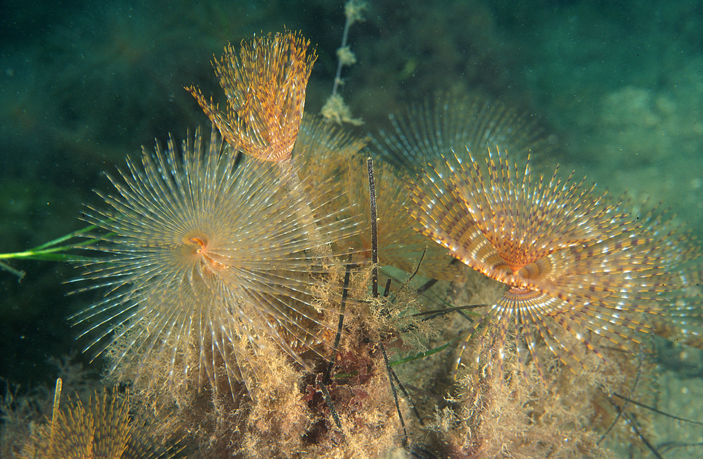 Sabella Fan Worm