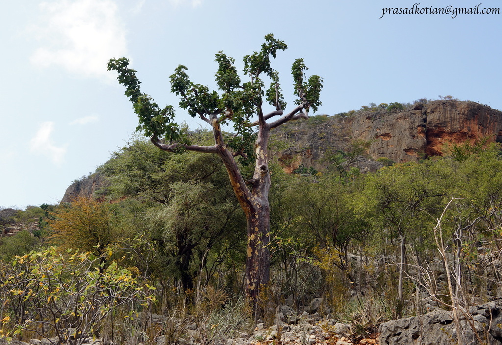 Socotra Star-Chestnut in February 2014 by prasadkotian · iNaturalist