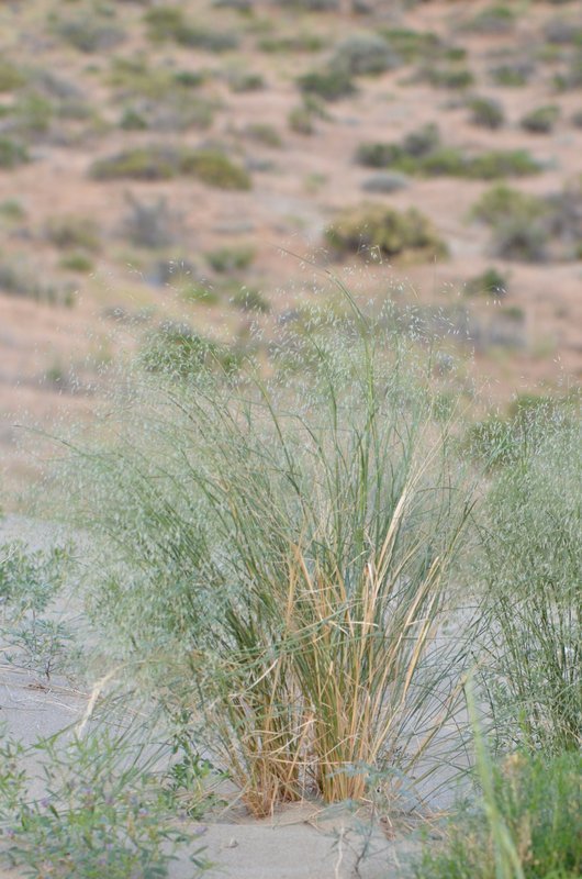Indian Ricegrass (Plants of Sweitzer Lake State Park) · iNaturalist