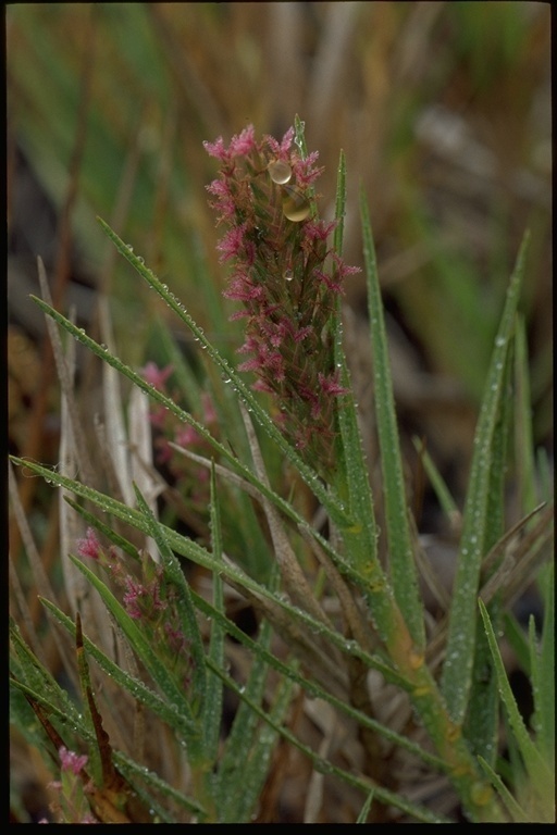 Salt Grass (Plants of Highline Lake State Park) · iNaturalist
