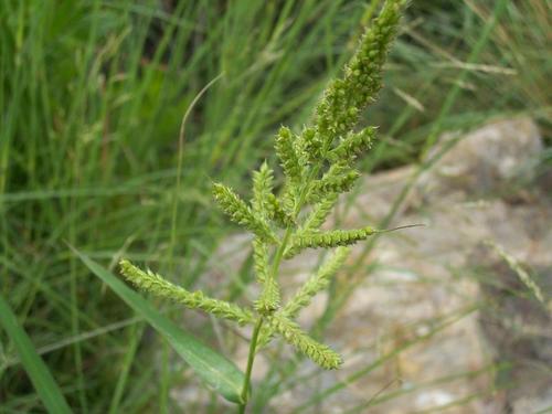 Barnyardgrass (Plants of Highline Lake State Park) · iNaturalist
