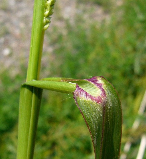 Barnyardgrass (Plants of Highline Lake State Park) · iNaturalist