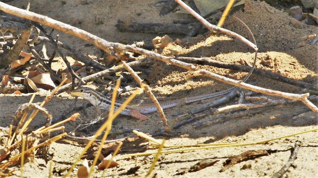 Bushveld Lizard from Oshikoto Region, Namibia on December 06, 2017 at ...