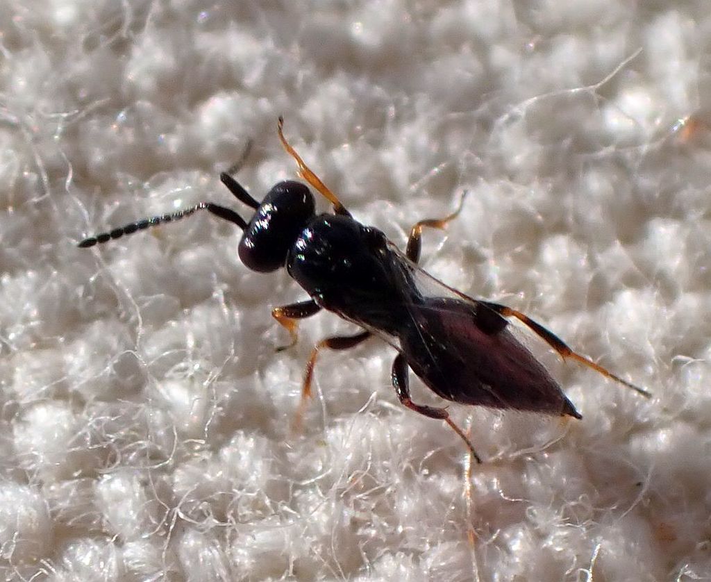 Megaspilidae from King Rd, 1.7 road mi W CA-20, Colusa County, CA, USA ...
