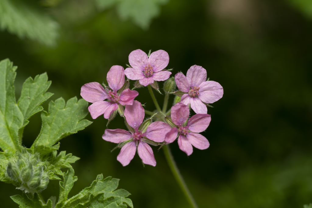 Erodium chium (Tenerife Plants Aquifoliales, Dipsacales, Gentianales ...