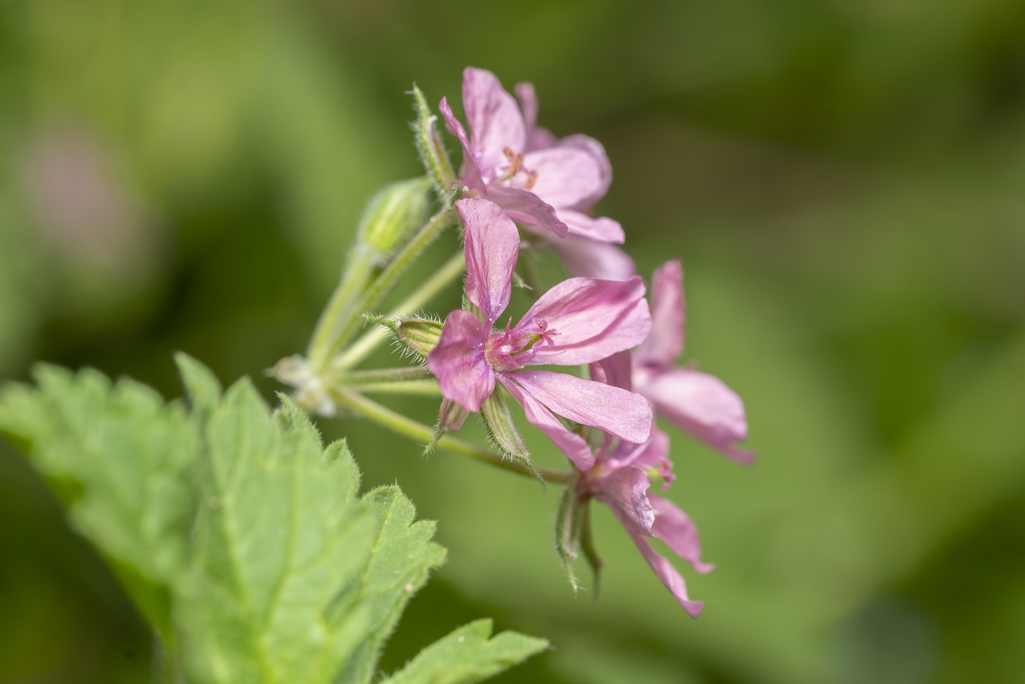 Erodium chium (Burm.fil.) Willd.