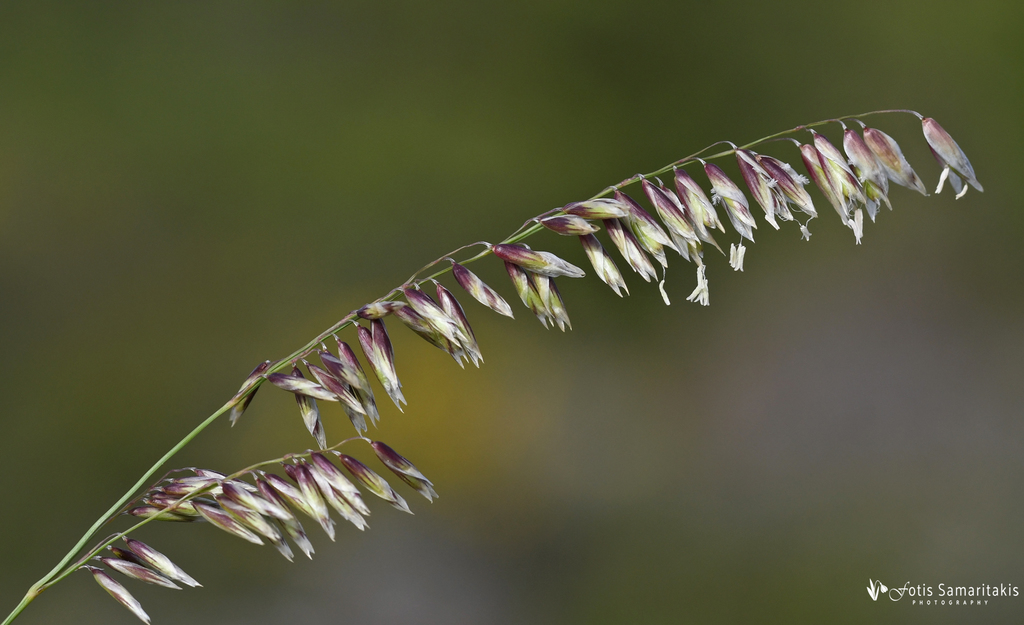 melicgrasses (Melica) - Botanical Realm