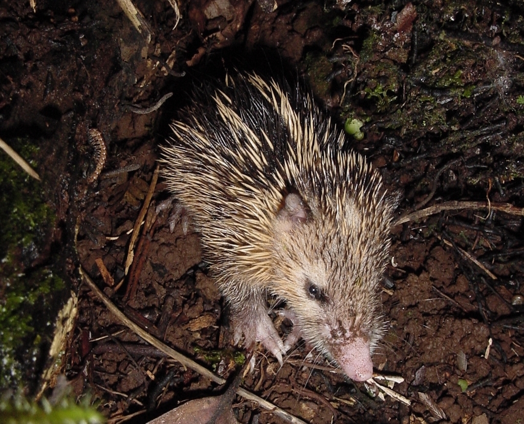 Tailless Tenrec (Tenrec ecaudatus) - Know Your Mammals