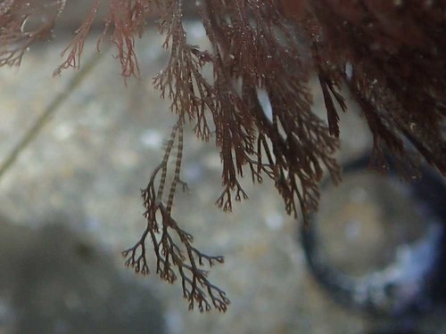 Ceramium (OCÉANO - Bahía Bustamante) · iNaturalist