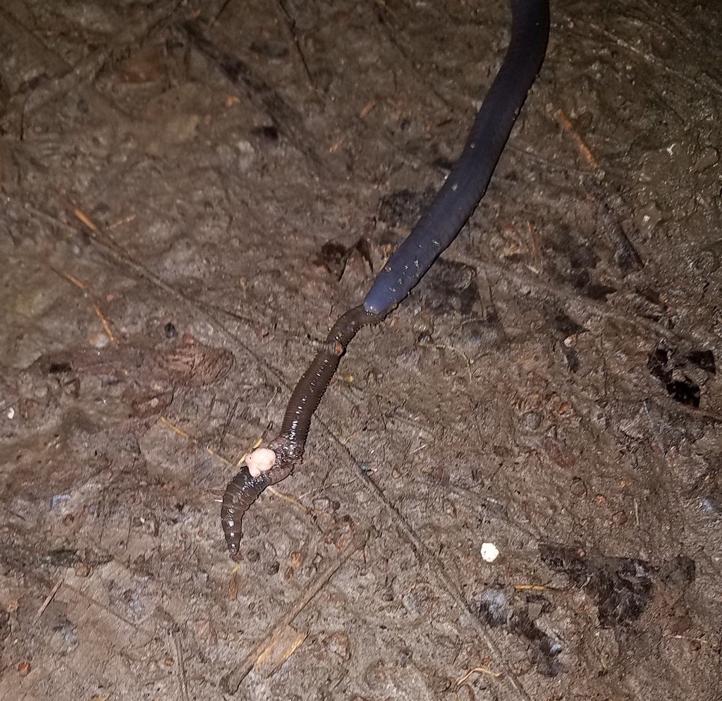 Earthworms and Allies from Jama, Ecuador on February 7, 2018 at 05:54 ...