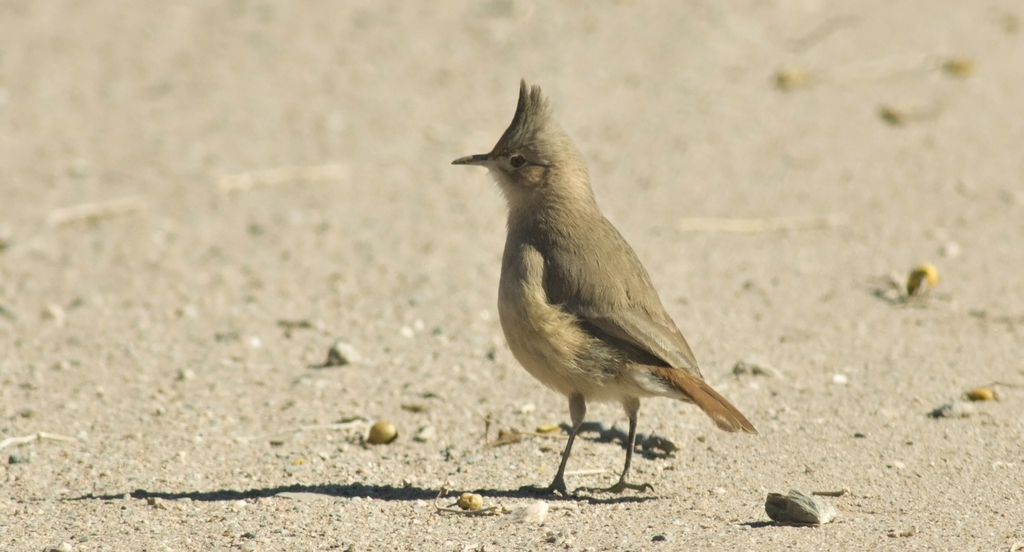 Hornerito copetón (Aves de la provincia de Córdoba (Argentina ...