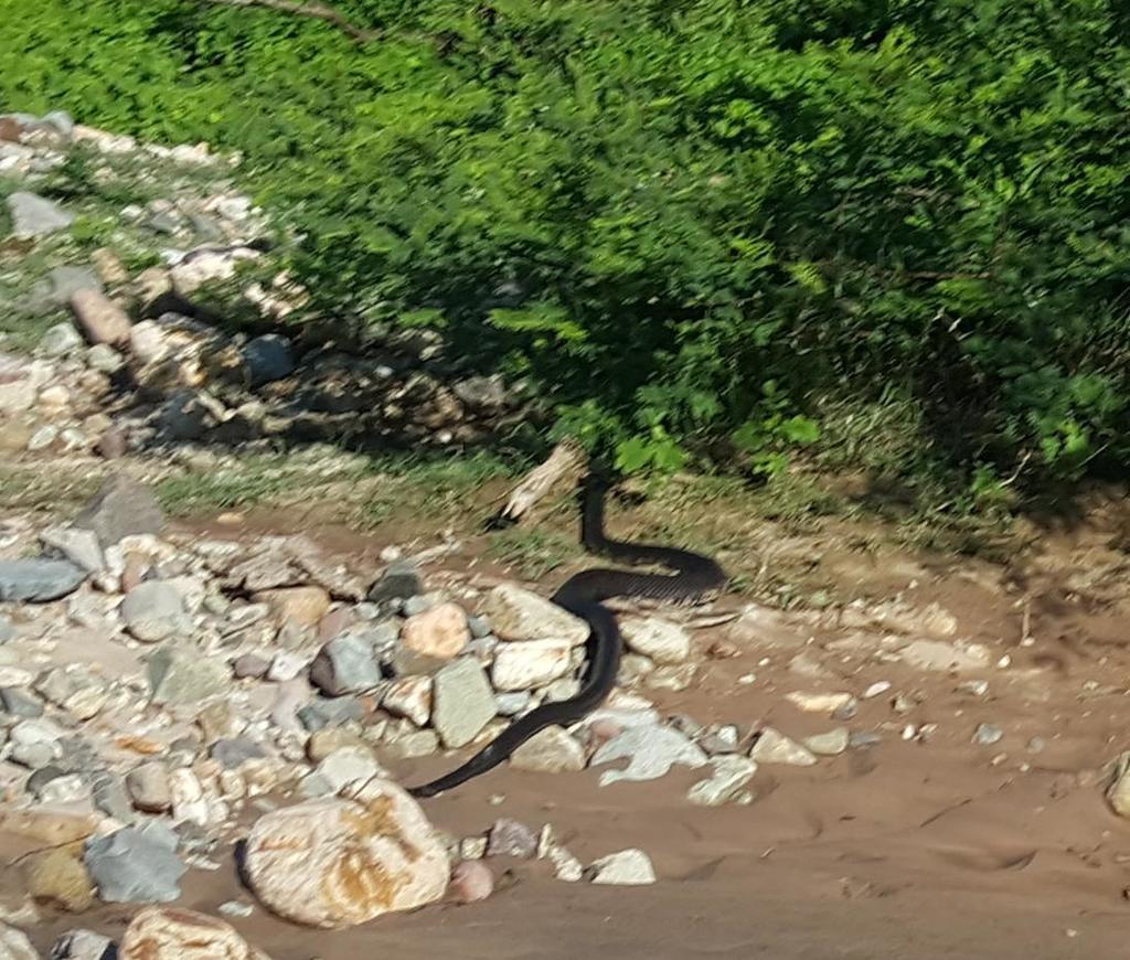 Central American Indigo Snake from Benjamín M. Chaparro, Chih., México ...