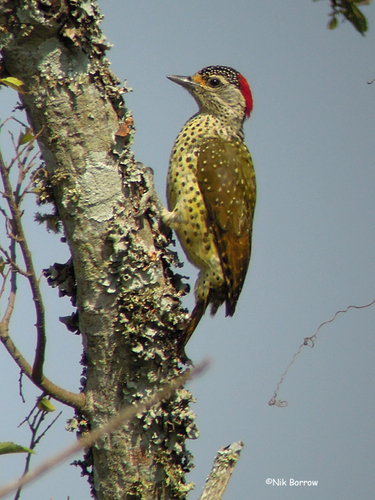 Little Spotted Woodpecker (Subspecies Campethera maculosa nyansae ...