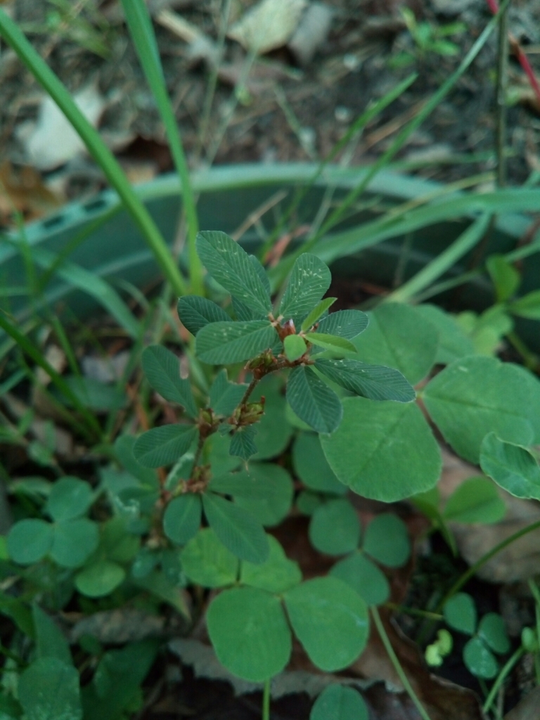 Japanese Clover from Durham County, US-NC, US on November 6, 2017 at 03 ...