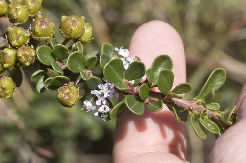Buckbrush (A Floral Guide to Walker Ridge) · iNaturalist