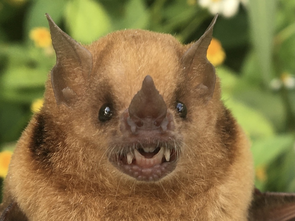 Honduran Yellow-shouldered Bat from Calle Sierra Hermosa, Ciudad ...