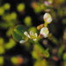 Shining Pepperweed (Lepidium nitidum) · iNaturalist