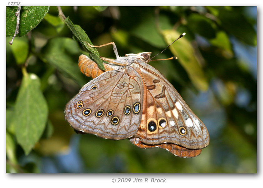 Hackberry Emperor (Insects of Highline Lake State Park) · iNaturalist