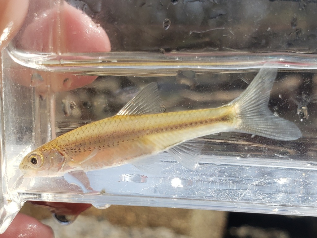 Sand Shiner from McCracken County, KY, USA on March 21, 2021 at 02:57 ...