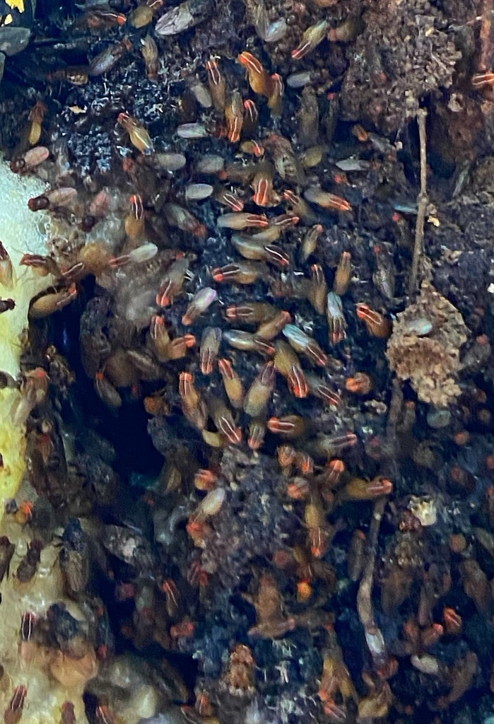African Fig Fly from Rua Flórida, São Paulo, SP, BR on March 21, 2021 ...
