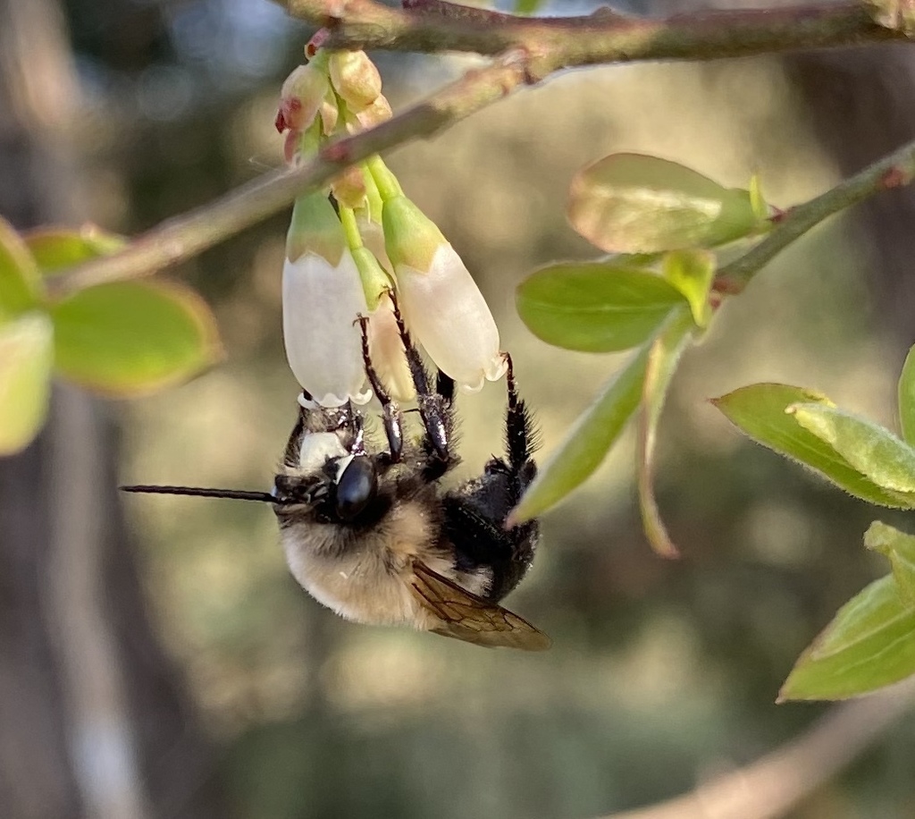 Blueberry Digger Bee from Eupora, MS, US on March 21, 2021 at 04:35 PM ...