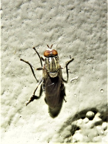 Brachyopa daeckei · iNaturalist