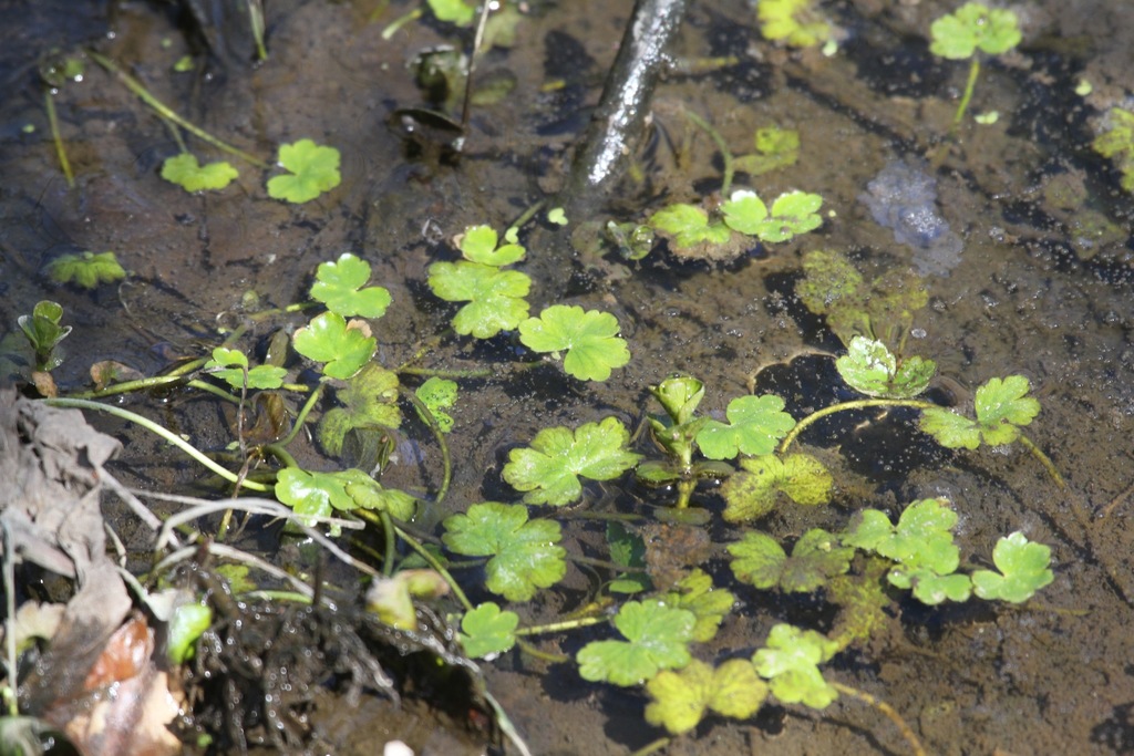 floating marsh pennywort from Harford County, MD, USA on March 21, 2021 ...