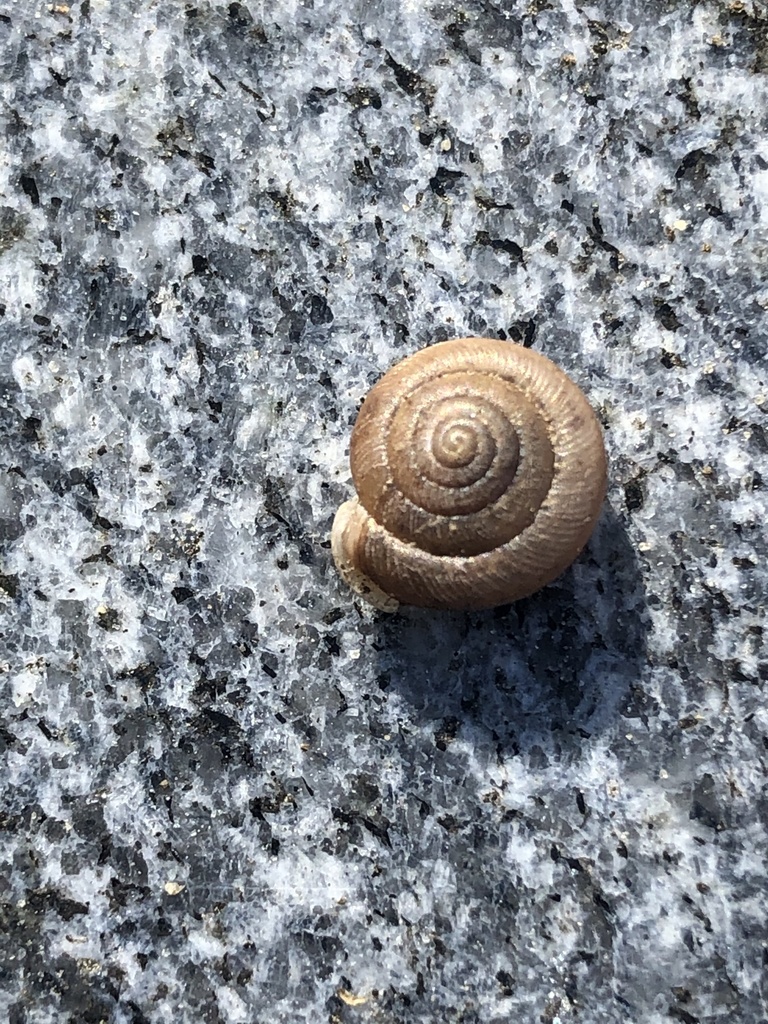 Rockpile Liptooth from Mon Louis Island, Coden, AL, US on March 21 ...