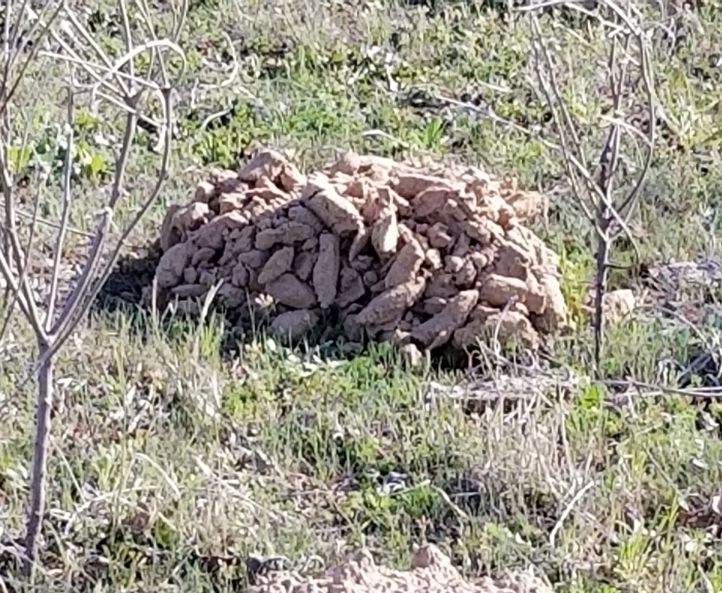 Eastern Mole from Hasse, TX 76442, USA on March 21, 2021 at 05:36 PM by ...