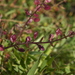 Shining Pepperweed (Lepidium nitidum) · iNaturalist