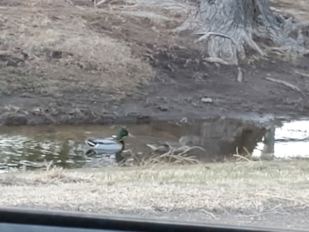 Mallard from Goodwell, OK 73939, USA on March 21, 2021 at 07:39 PM by ...