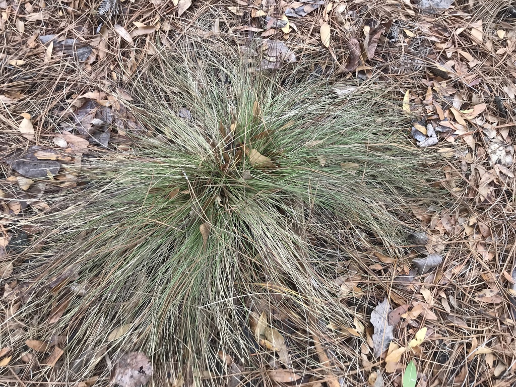 wiregrass from 29831, Jackson, SC, US on March 21, 2021 at 11:19 AM by ...