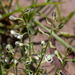 Shining Pepperweed (Lepidium nitidum) · iNaturalist