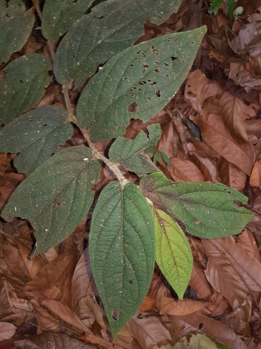 Piper urostachyum · iNaturalist