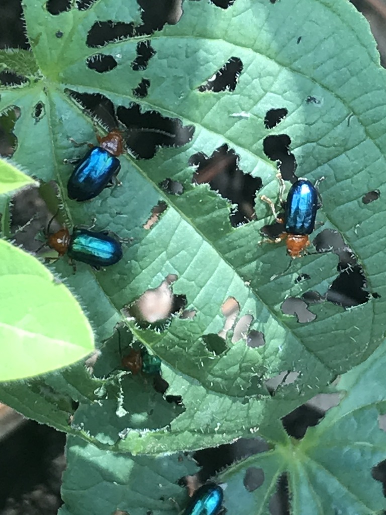 Flea Beetles from Santa María Tepepan, Ciudad de México, CDMX, México ...
