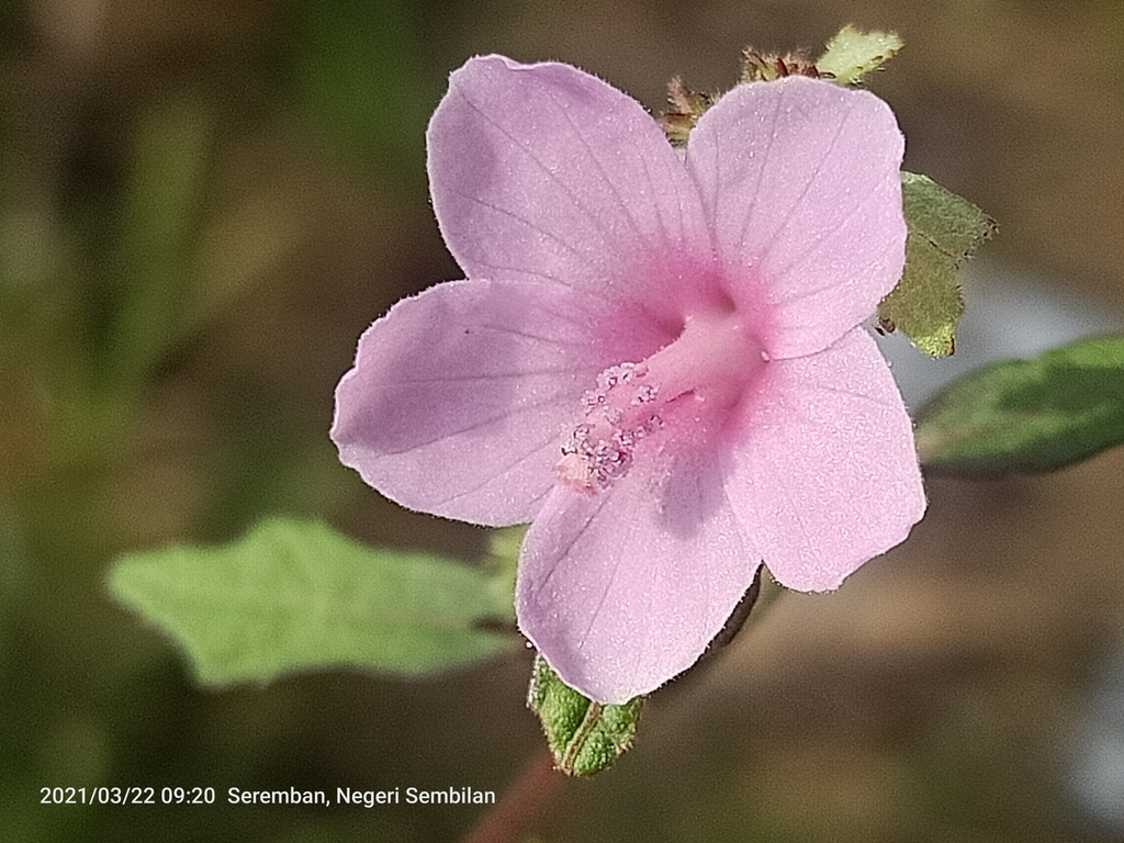 Caesar weed (Kanha National Park - Plants) · iNaturalist