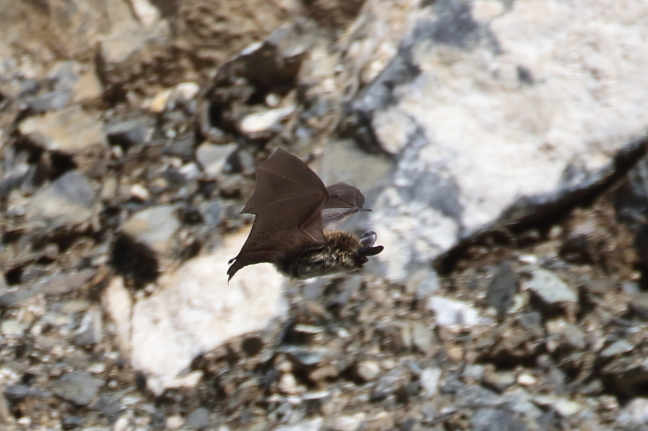 Myotis evotis (H.Allen, 1864)