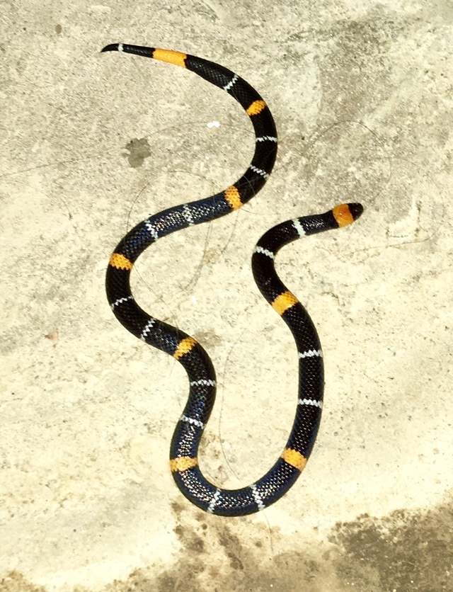 Micrurus hemprichii ortoni in March 2021 by feraz. This individual ...