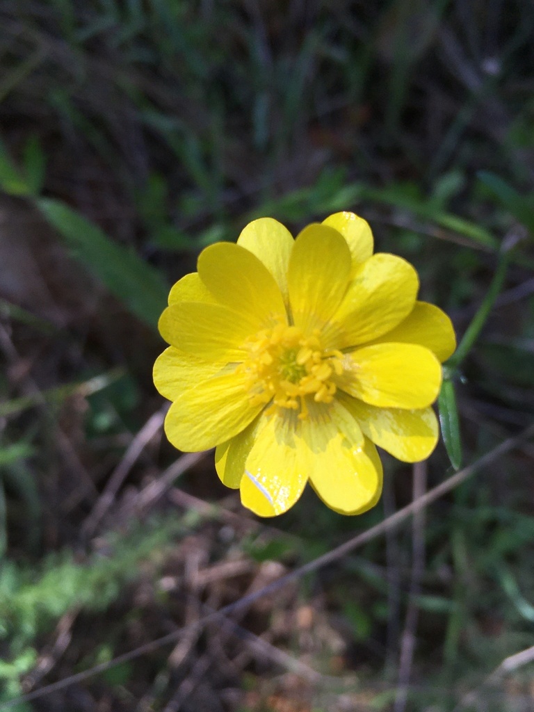 California buttercup from South Marina, Marina, CA, US on March 21 ...