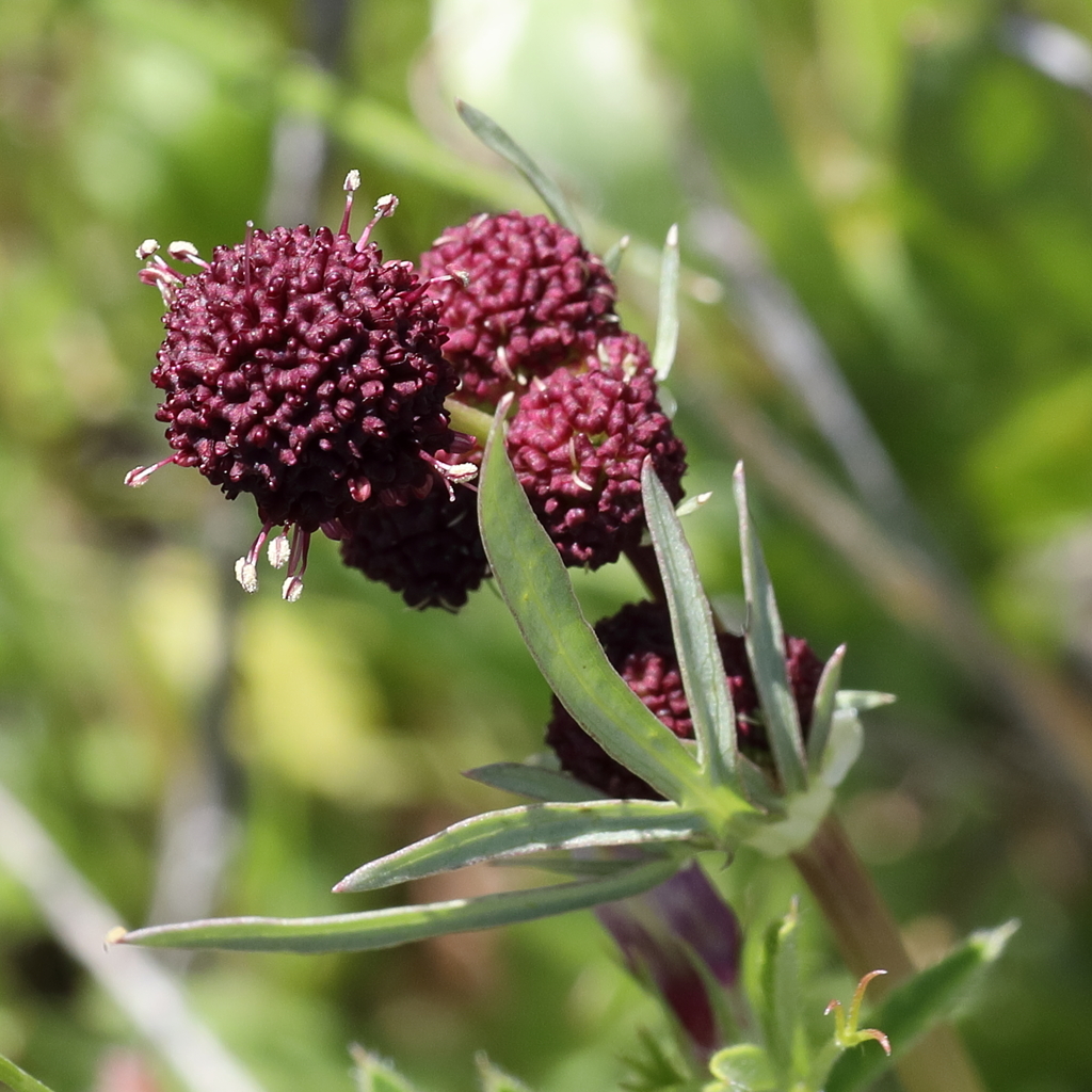 Purple Sanicle from Sonoma County, CA, USA on March 21, 2021 at 01:01 ...
