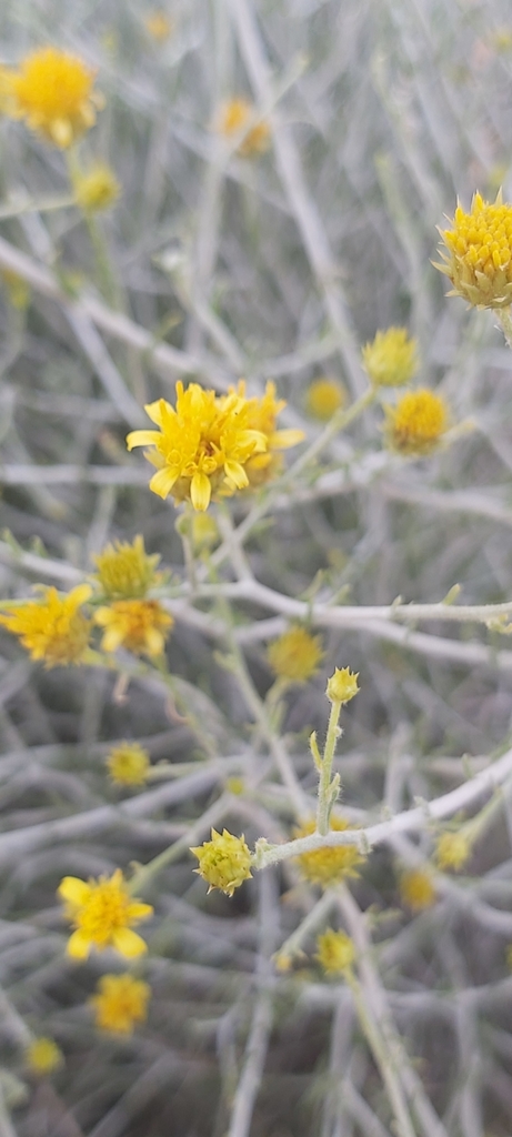 Rhanterium epapposum from Ardiya 4, Ardiya, Kuwait on March 22, 2021 at ...