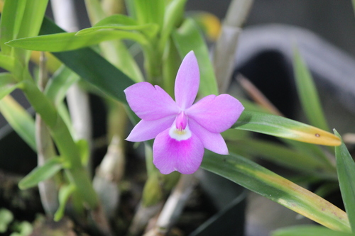 Dimerandra stenopetala · iNaturalist