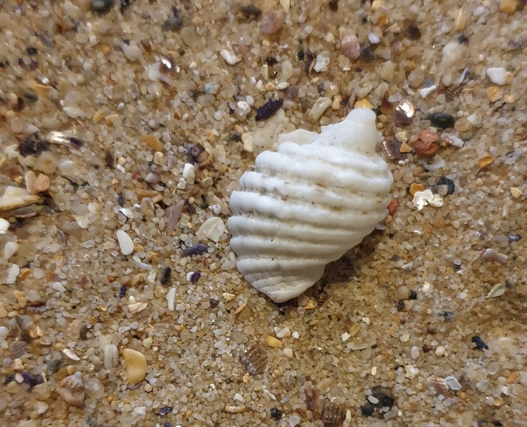 Cart-Rut Shell from Sydney NSW, Australia on March 16, 2021 at 01:38 PM ...