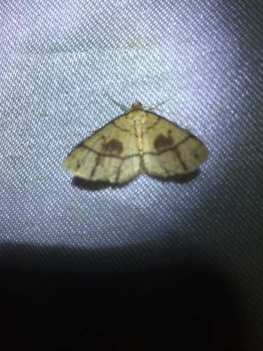 Synegia lineata · iNaturalist Mexico