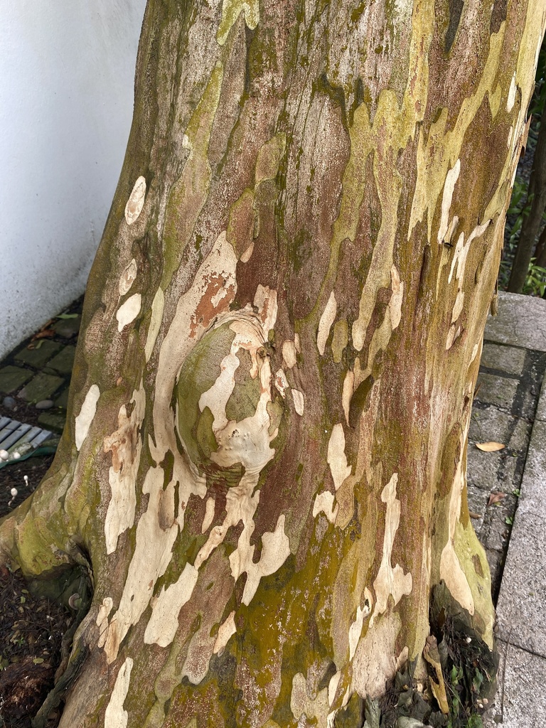 Brazilian ironwood (Libidibia ferrea) - Botanical Realm
