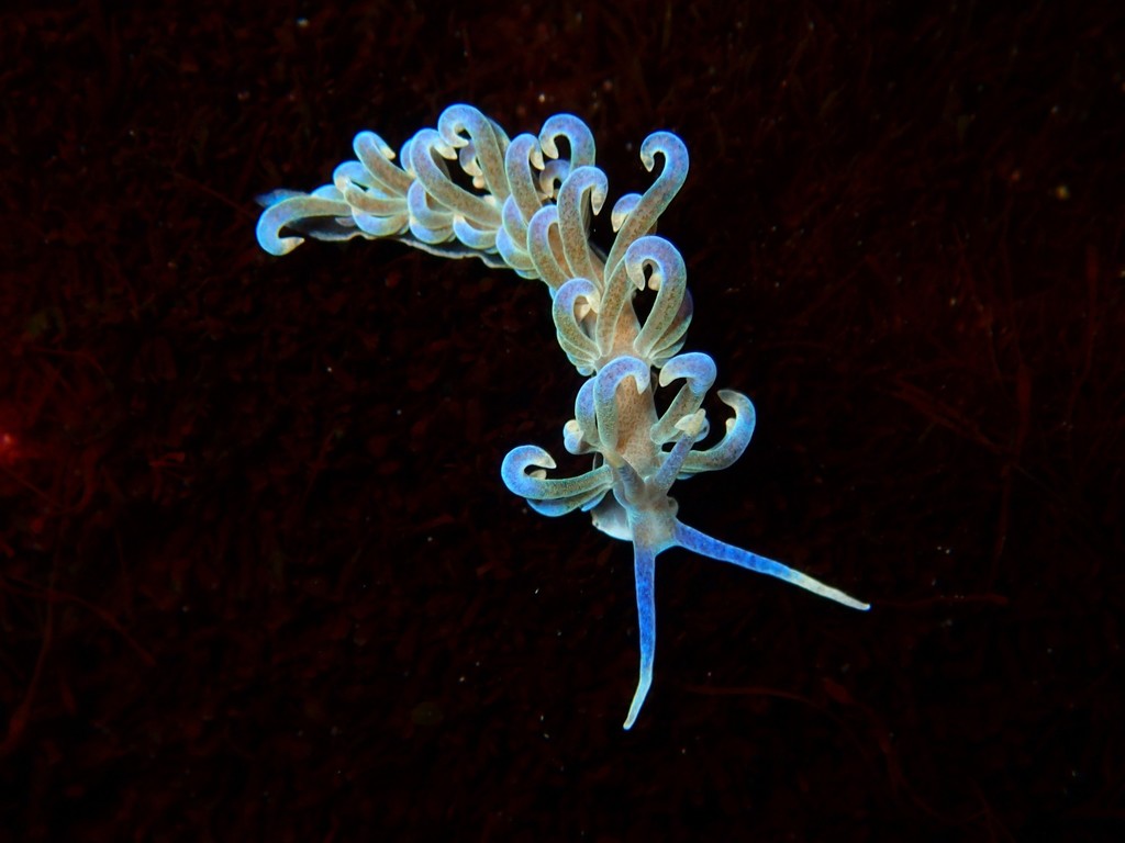 Phyllodesmium macphersonae (Nudibranchs of Coogee beach and surrounds ...
