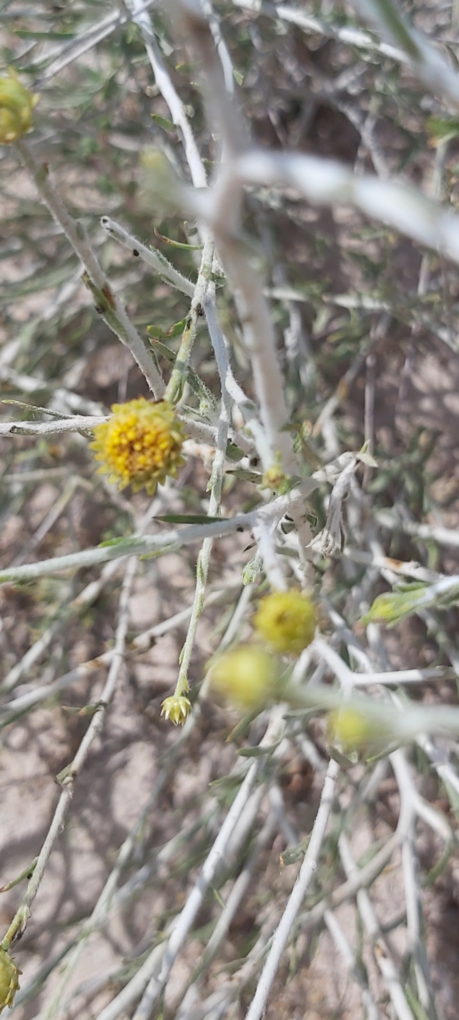 Rhanterium epapposum Oliv.