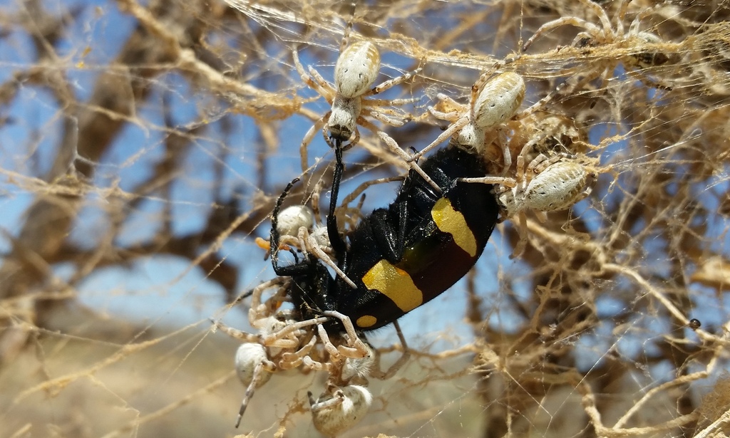 African Social Spider from Bo-Karoo, South Africa on March 7, 2021 at ...