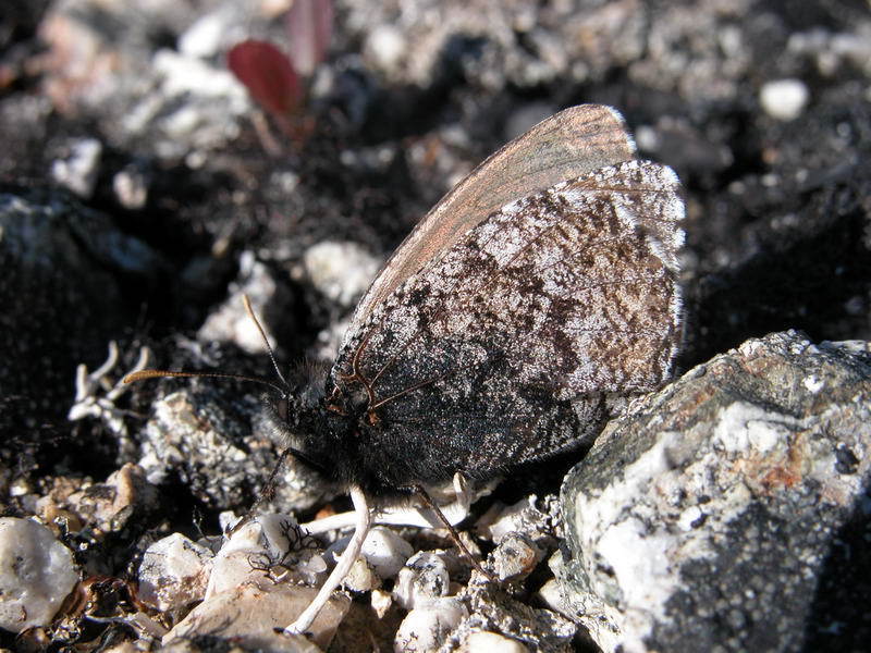 Melissa Arctic (Alaska in Summer) · iNaturalist