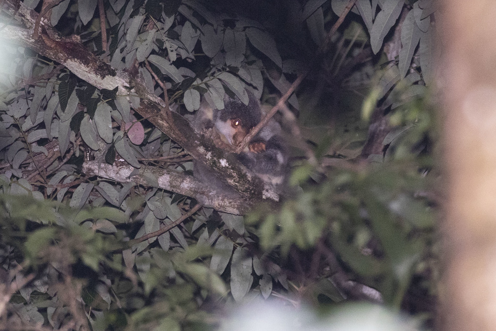 Common Spotted Cuscus from Lockhart QLD 4892, Australia on February 18 ...
